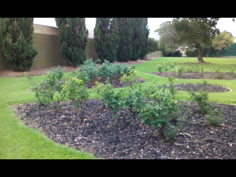 Prospect Walkability audit - Walking Maps