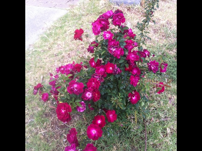 salisbury east walkability audit - Walking Maps