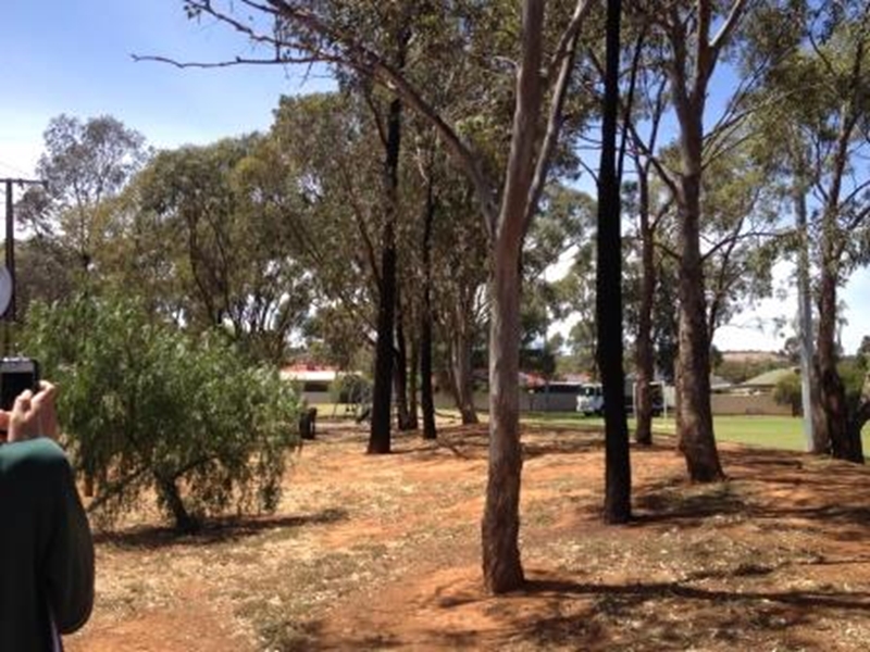 Tyndale Christian School Walkability trail - Walking Maps