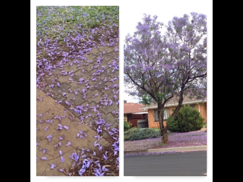 SOSE walkability audit project - Walking Maps