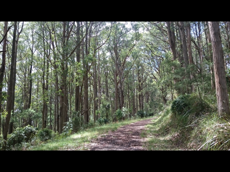 Mathias Track, Dog friendly walk in the Dandenong Ranges - Walking Maps