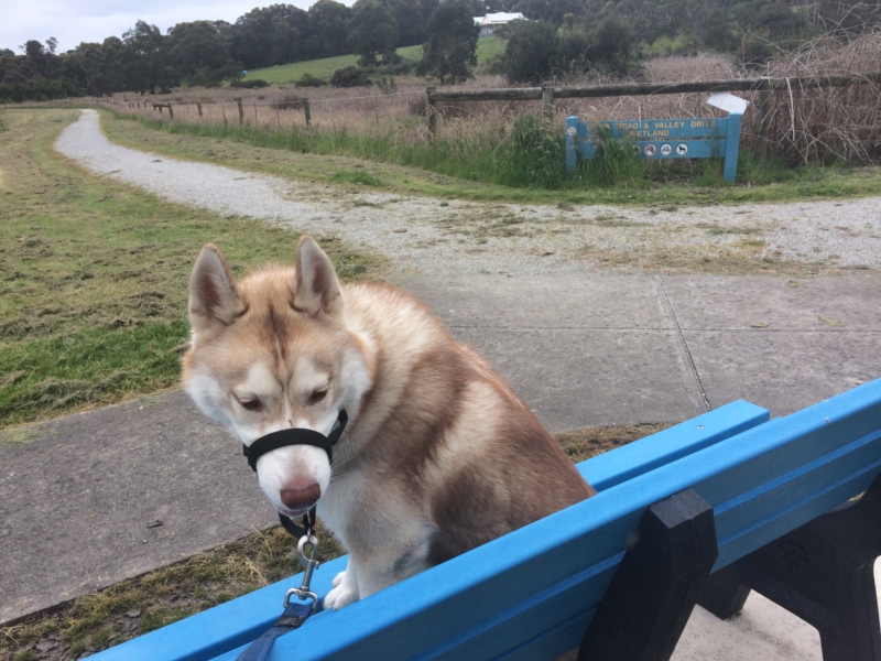 Upper Beaconsfield walk - Walking Maps