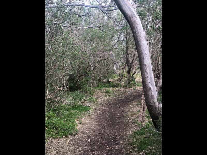 Raymond Island Boardwalk - Walking Maps