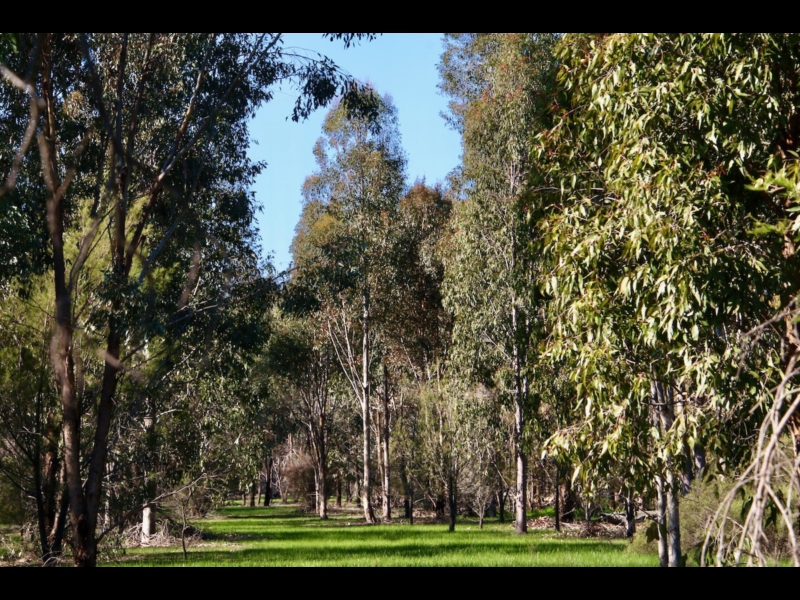 Shadforth Reserve Walk, Violet Town - Walking Maps