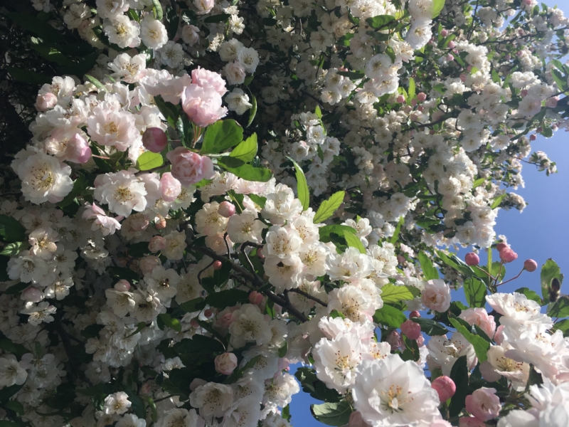 Walk around Eastern Beach - Walking Maps