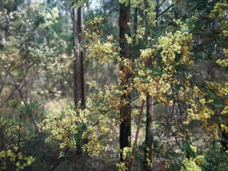 Explosive Magazine circuit walk, Bruthen - Walking Maps